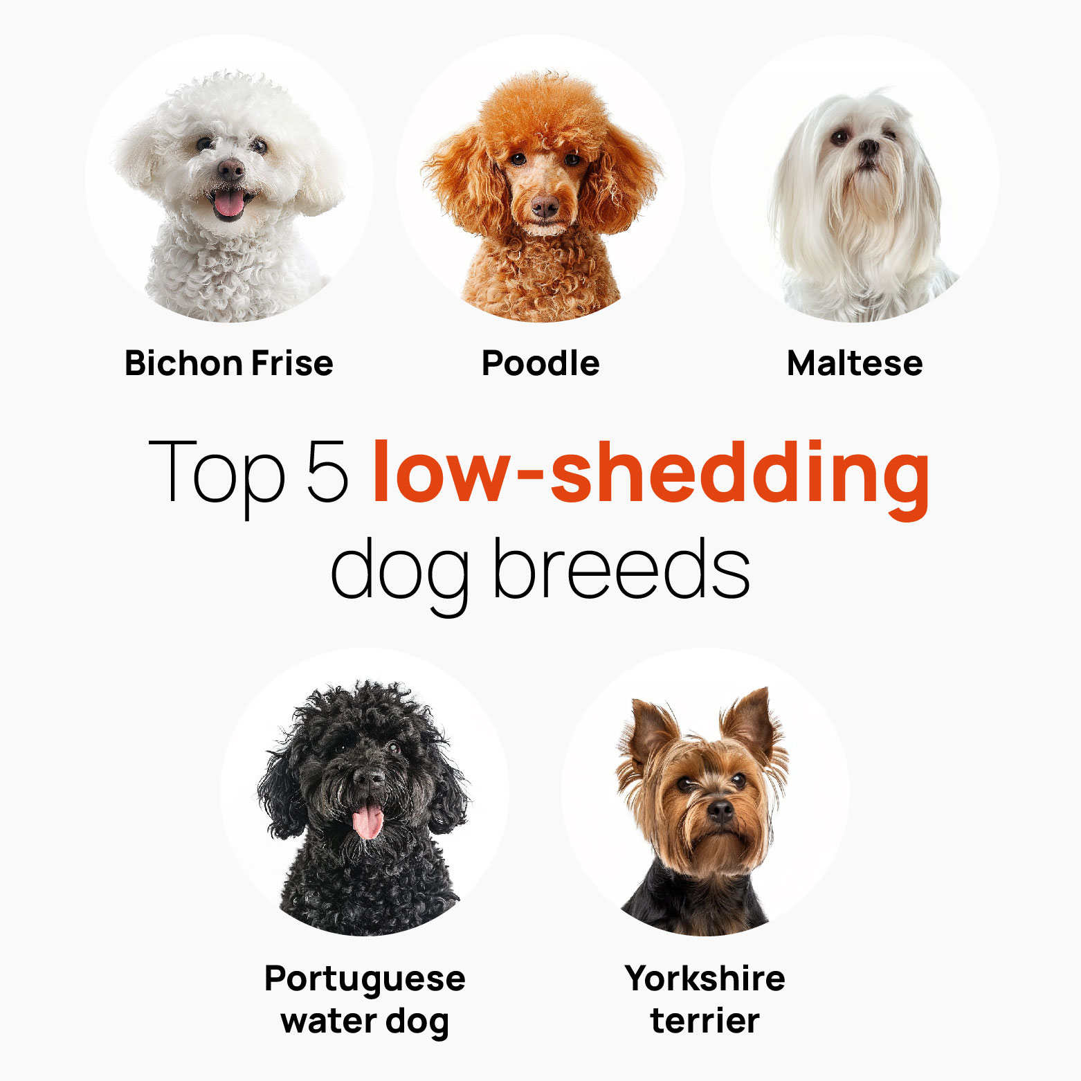 28 Dog Breeds That Don t Shed or Shed The Least 28 Dog Breeds That Don t Shed or Shed The Least